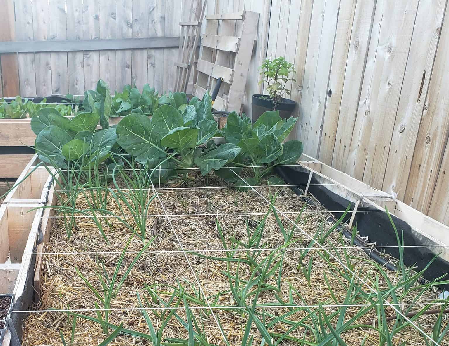 Seedtime: The Only Garden Planner You Will Ever Need - TheVitalDen